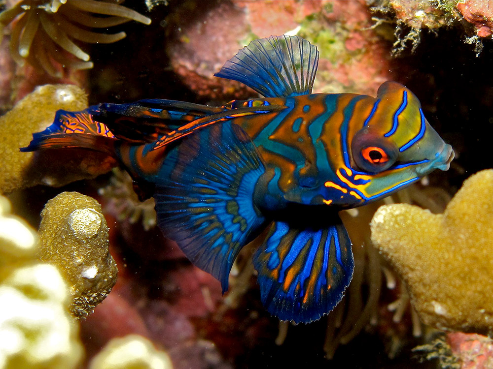 Malapascua 2010 - DiveAndTravel